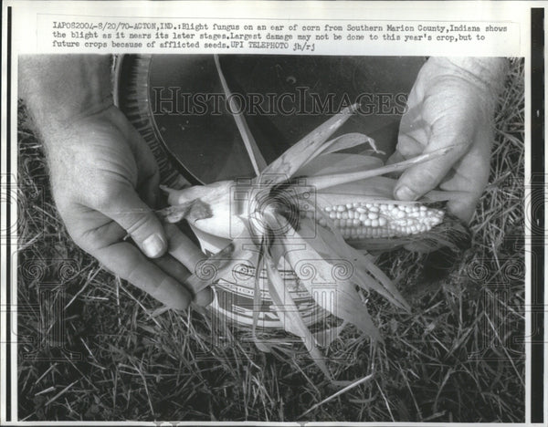 1970 English-Speaking Countries Corn Maize - Historic Images