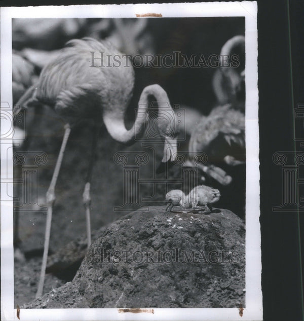 1947 Baby Flamingo and mother. - Historic Images