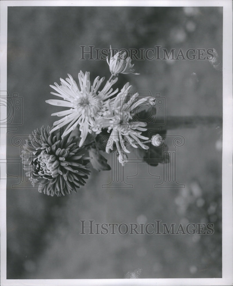 1955 Exton & Fugi Mums From DePteris Garden - Historic Images