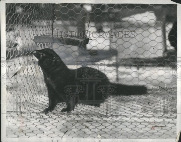 1939 Royal Oak Dentist Fernanda Michigan - Historic Images