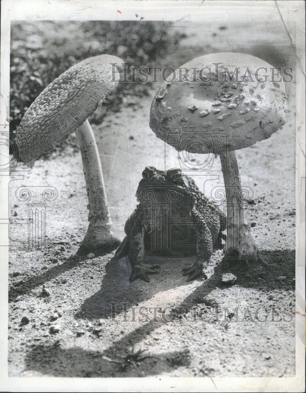 A toad between two toadstools - Historic Images