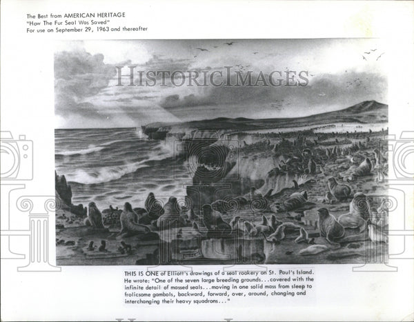 Pinnipeds Seal Lions Fin-Footed Mammals - Historic Images