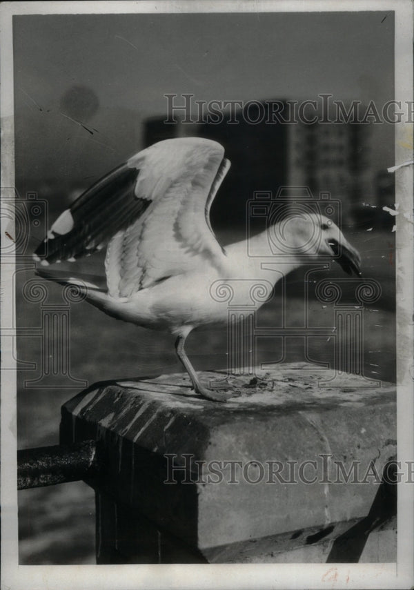 1932, BIrds Feathered Bipedal Egg Animals - RRU27485 - Historic Images