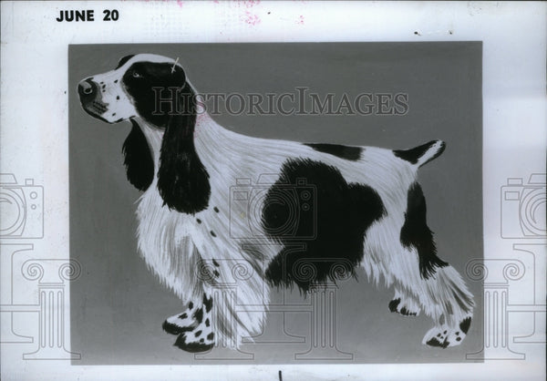 1976 Press Photo English Spaniel Merry Tail Bright Eyes - Historic Images