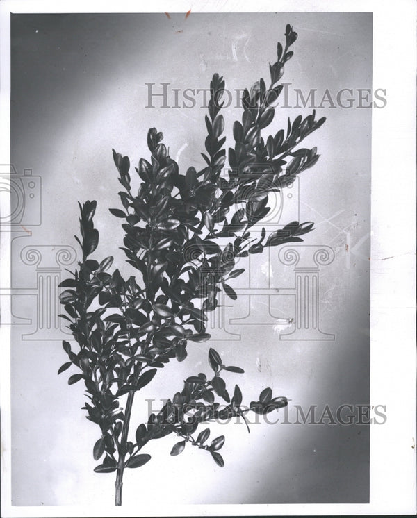 1958 Press Photo Christmas Decorations: Tree Branch - RRV35935 ...