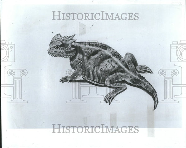 1980 Press Photo Horned Toad Lizard Artist Drawing - RRV51383 ...