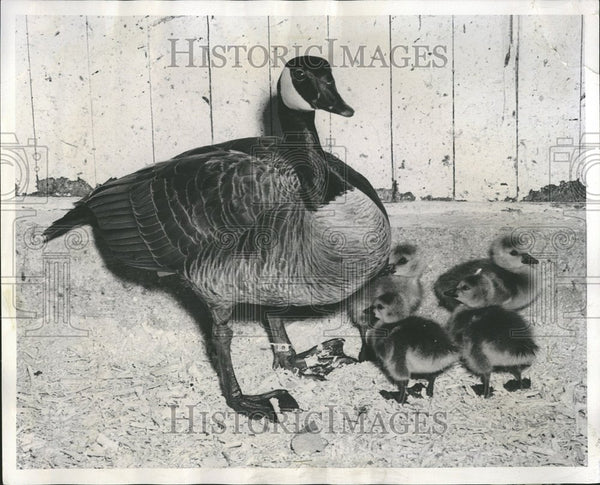 1954 Press Photo Goose Wee Old Quadruplet Mellody - RRV75709 - Historic ...