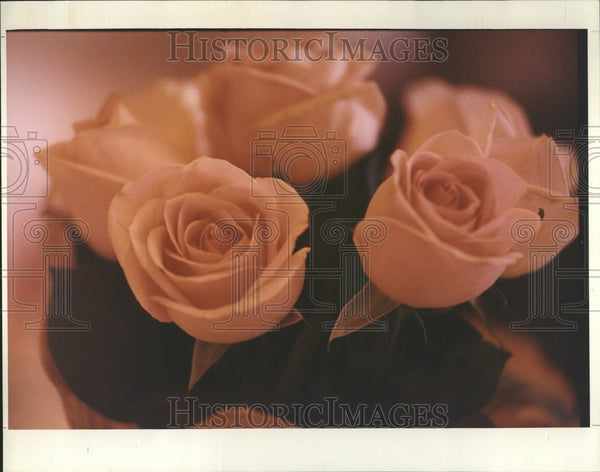1994 Light Pink Roses Table Display - Historic Images