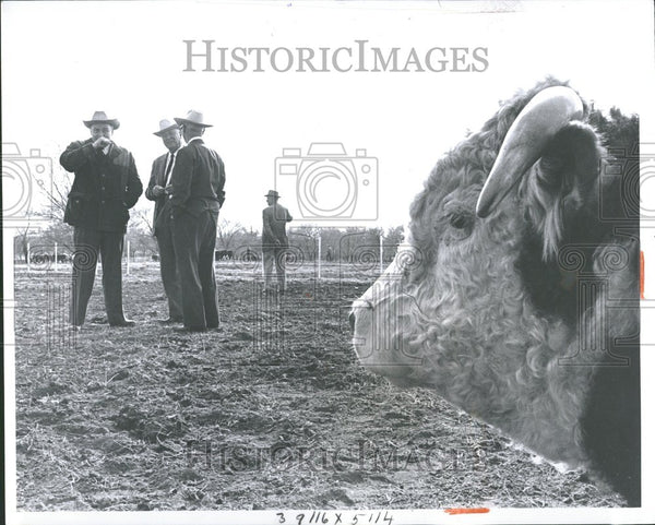 1964 Hereford Ranch Winthrop Rockefeller - Historic Images