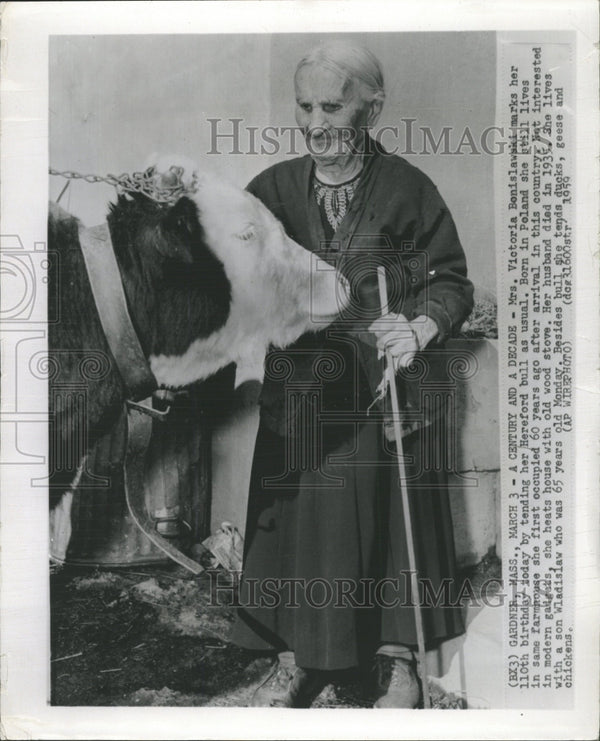 1959 Press Photo Victoria Bonislawski Hereford bull - RRW29223 ...