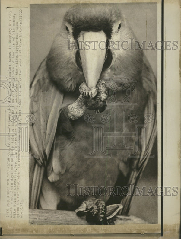 1974 Press Photo Old Eaggle scarlet macaw Mike Wold - RRW29725 ...
