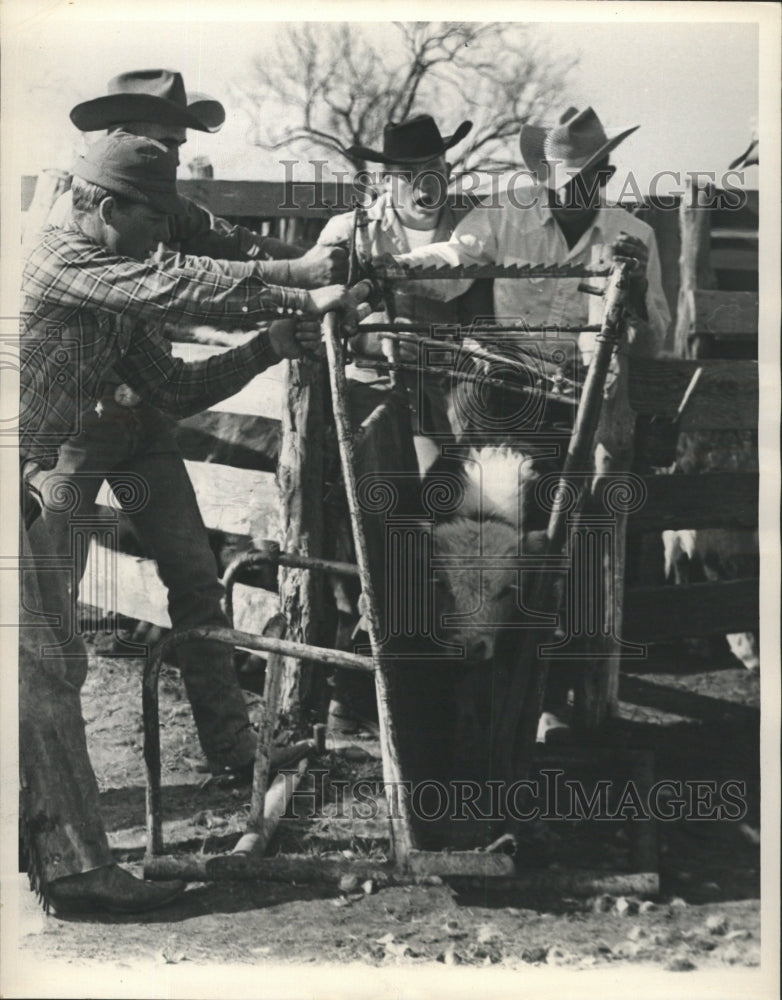 1965 Press Photo Swenson Throckmorton branding cattle - RRW29765 ...