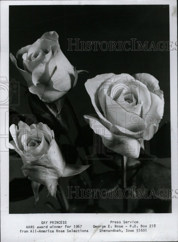 1967 Press Photo Gay Princess Rose AARS - RRW75875 - Historic Images
