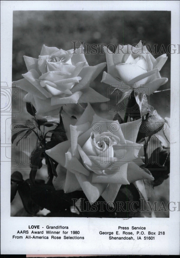 1979 Press Photo Love Grandiflora Rose AARS Award - RRW76465 - Historic ...