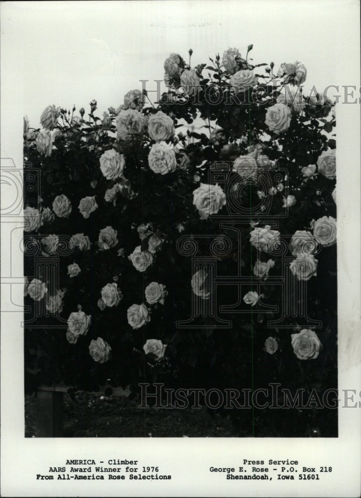 1975 Press Photo Award Winning Climber Roses - RRW76537 - Historic Images