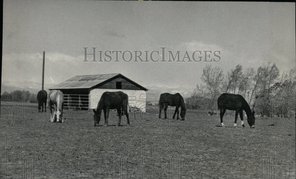 1978 Press Photo Horses East 120th Avenue Holly Street - RRW86347 ...