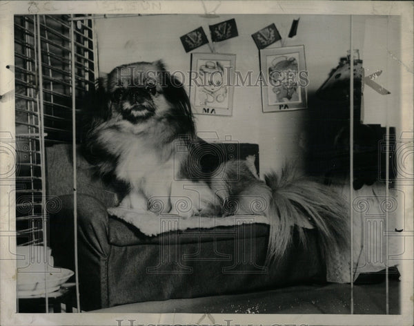 1946 Press Photo Susie Breeding Dog Pet Animals - RRW89077 - Historic ...