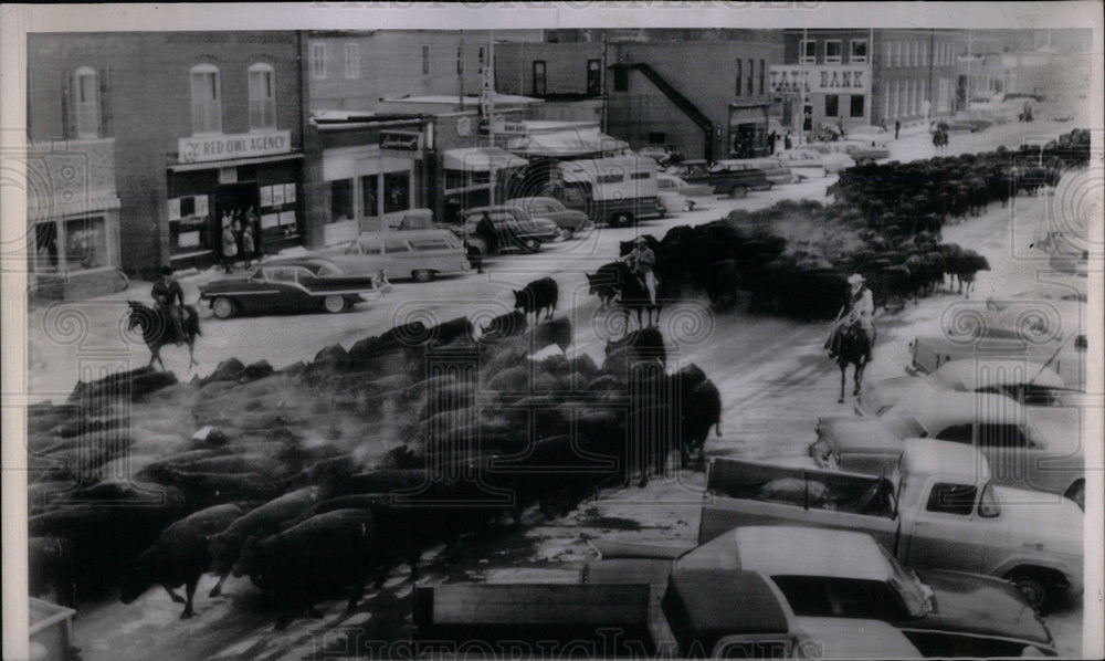 1963 Cattle Bethel Frei Herd Ranch Auction - Historic Images