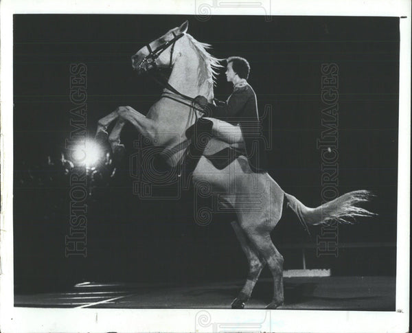 1983 Lipizzan Stallion Horses - Historic Images