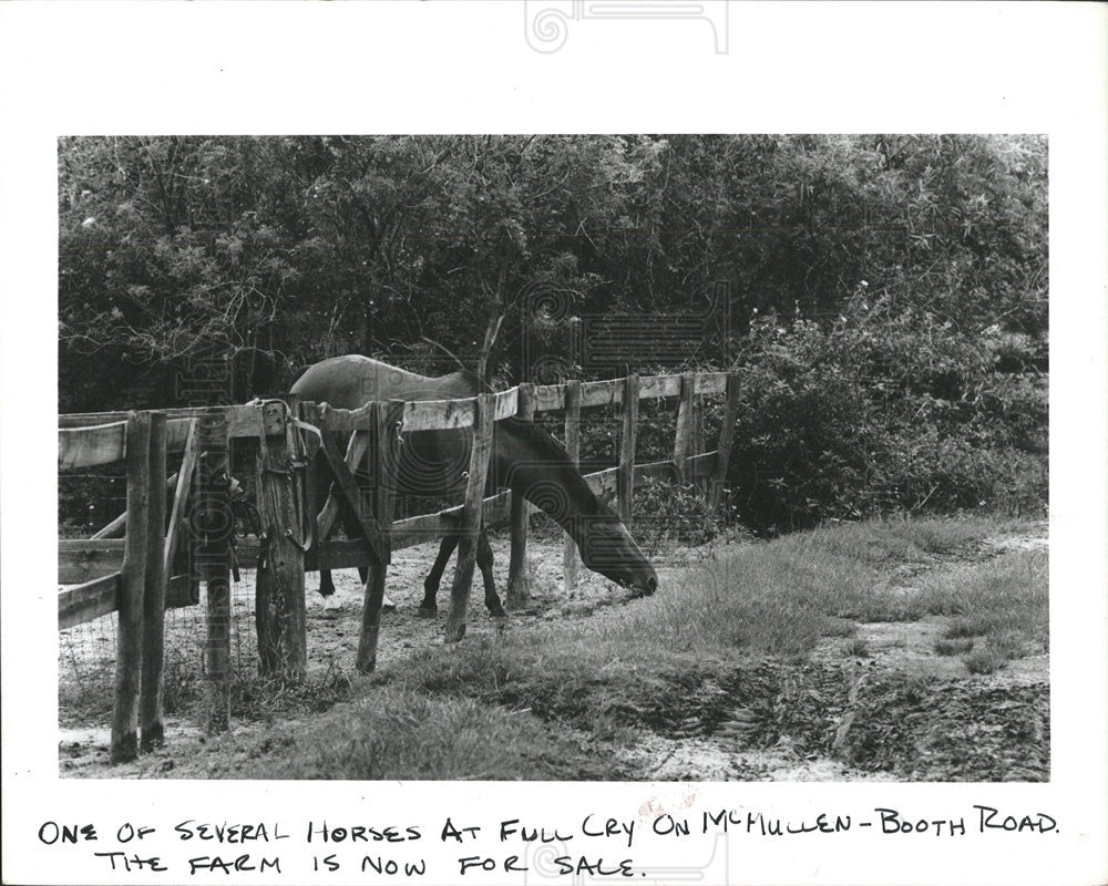 1983 Horse at Full Cry Farm - Historic Images