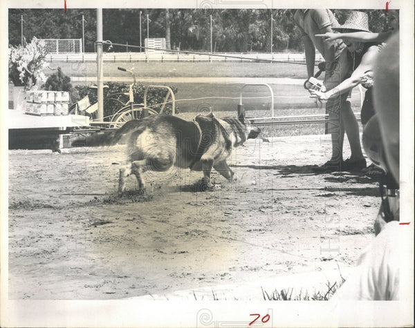 1965 Sarasota Mutt Derby Dog Running - Historic Images