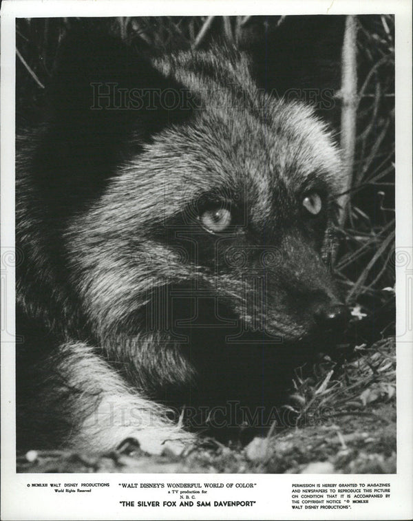 Photo Disney Movie, The Silver Fox And Sam Davenport - Historic Images