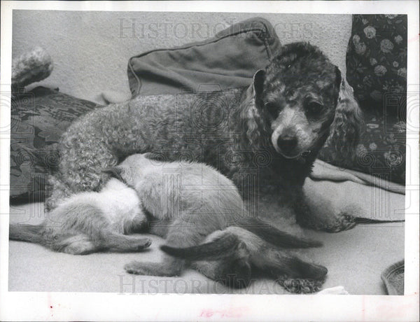 1967 Press Photo French Poodle, Rosie in Demand - Historic Images