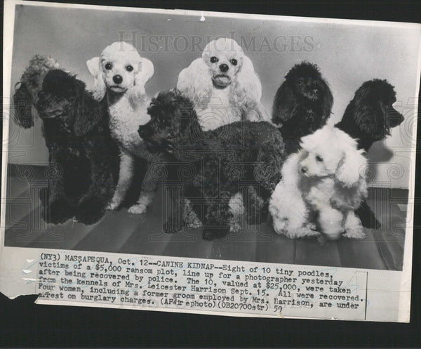 1959 Canine Kidnap poodles police plot - Historic Images