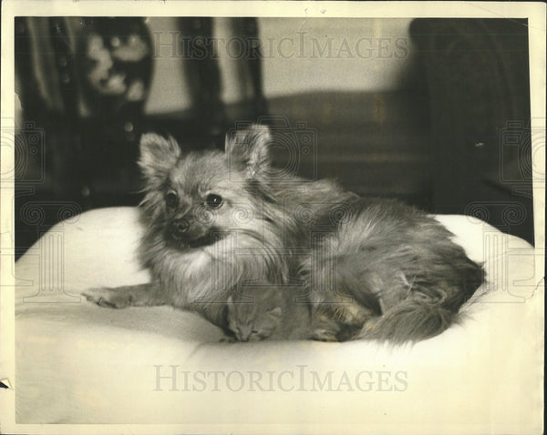 1938 Press Photo Brownie dog Pomeranian Winthrop pupa - Historic Images