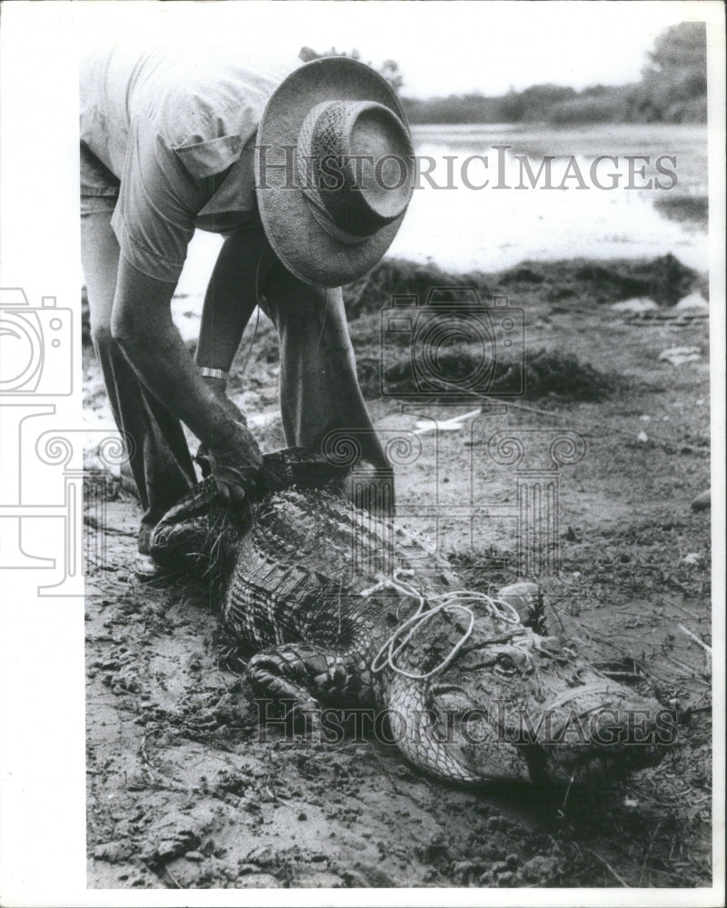 1983 Dangerous Alligator Captured/Largo Flo - Historic Images