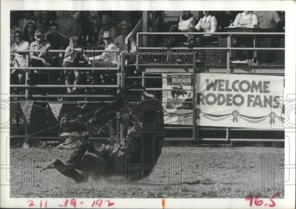 Cowboy Rodeo fans Steer somersault Winstone - Historic Images