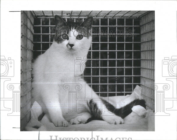 1988 Press Photo Cassidy Cat Friends Of Strays Three Le- RSA35073 ...