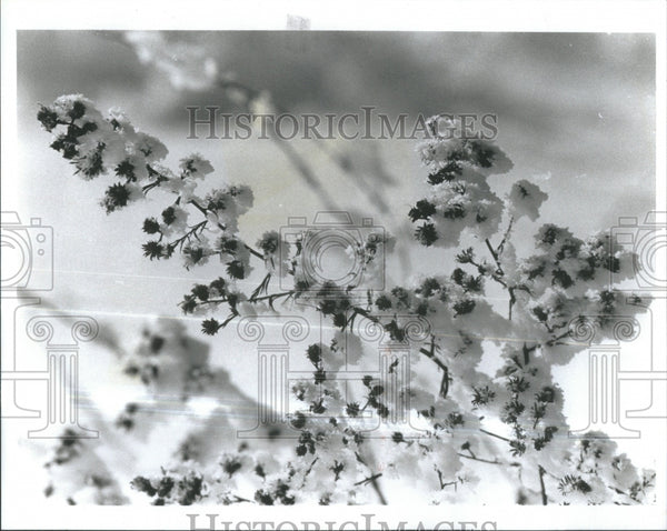 1991 Window Winter - Historic Images