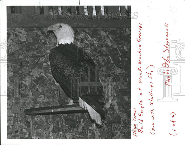1988 Press Photo Wounded Eagle Looking Acting Tough Physical Mental Re ...