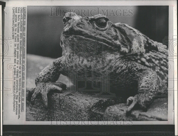 1969 Press Photo Bloat Built Defense Mechanism Bufo Marinus Gaint Toad ...