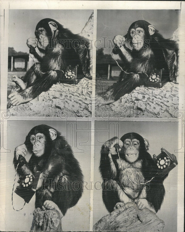 1949 Press Photo Tamba, the Trained Chimpanzee at the World Jungle Com ...