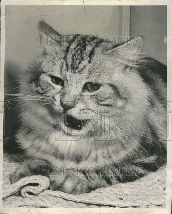 1950 Press Photo Silver Tobie Tabby Laramie Mrs Arno Beack Cat ...