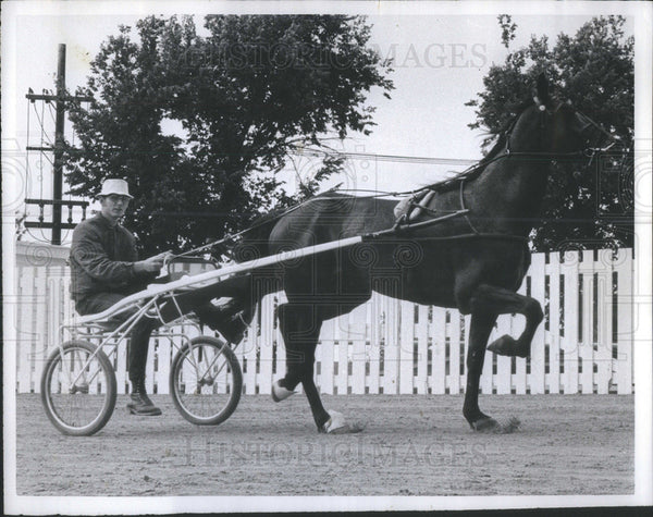 1962 Proud Proper Pacer Heather Chance Nelson Willis - Historic Images
