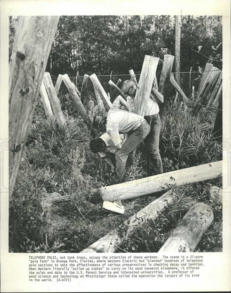 1977 Press Photo Telephone Pole Farm in Orange Park, Florida - Historic ...