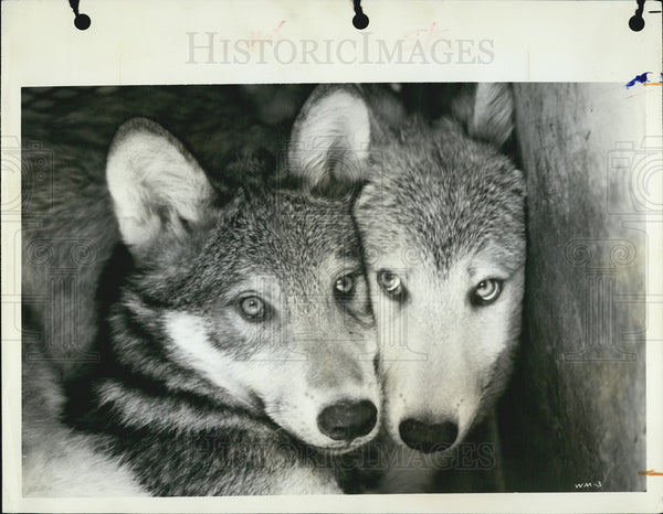 1969 Press Photo American Timber wolves - Historic Images
