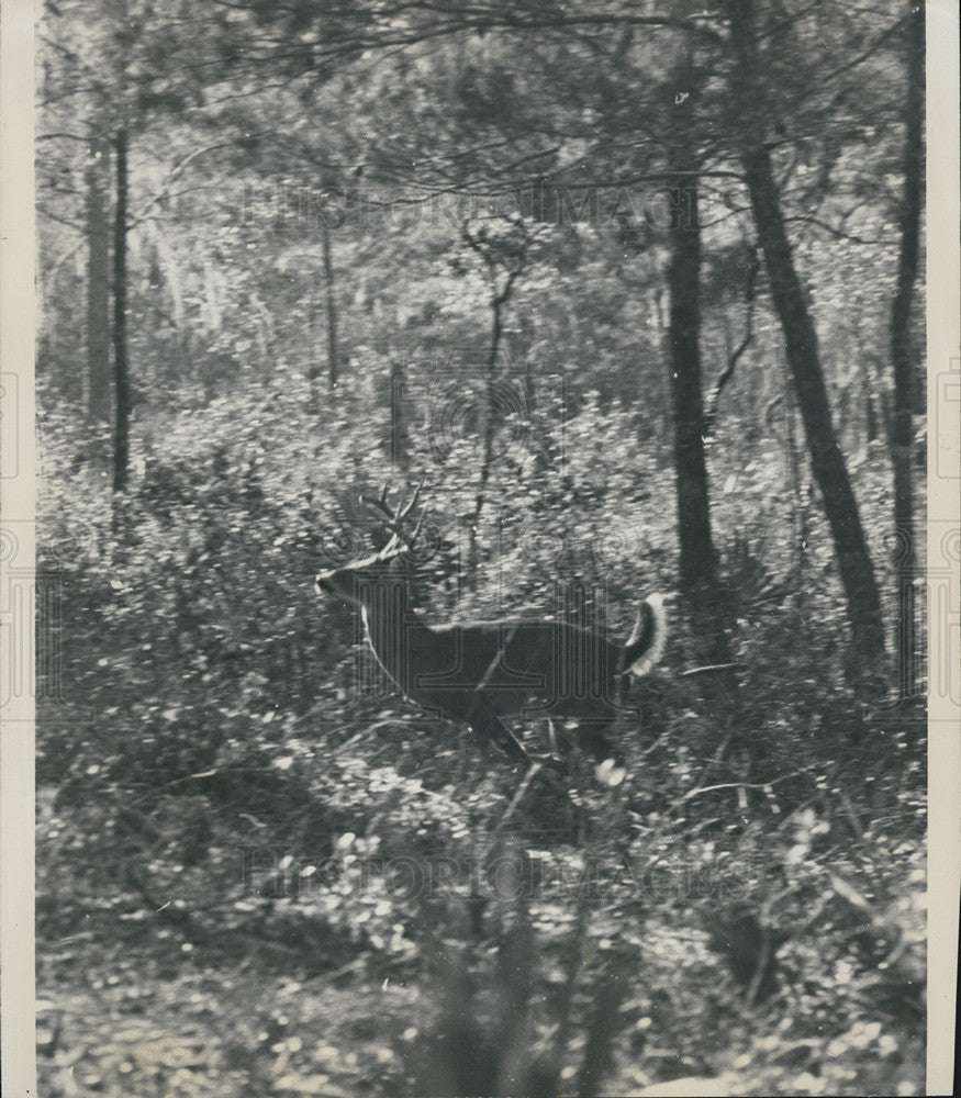1964 Press Photo Deer Running Forrest Stag Horns - Historic Images