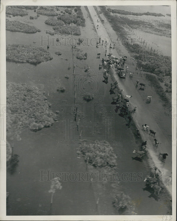 Cattle driven from pastures in Okeechobee and Fort Pierce 1949 Vintage ...