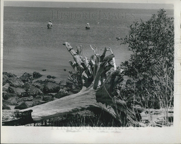 Suncoast Fisherman Tampa Bay Gnarled Old Tree Scene 1971 Vintage Press ...