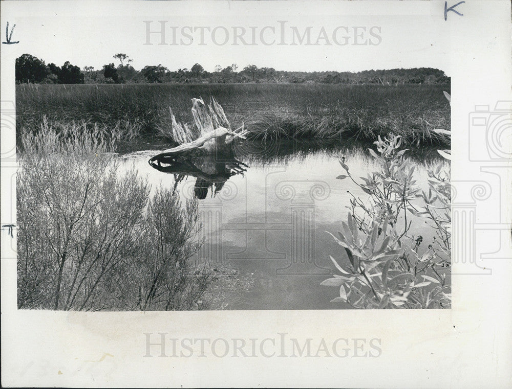 A view of trees and flowers in Florida 1973 Vintage Press Photo Print ...