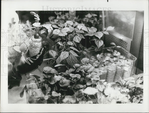 Apollo 12 various plants Plant Laboratory experiment lunar soil 1970 ...