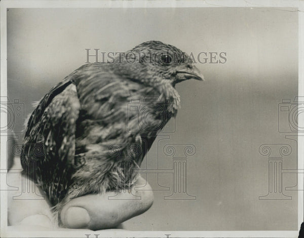 1935 A Baby Hungarian Partridge Held In Hand - RSG51357 - Historic Images