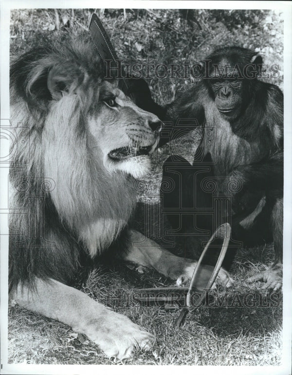 Chimp weilds a giant comb in Lion. - Historic Images