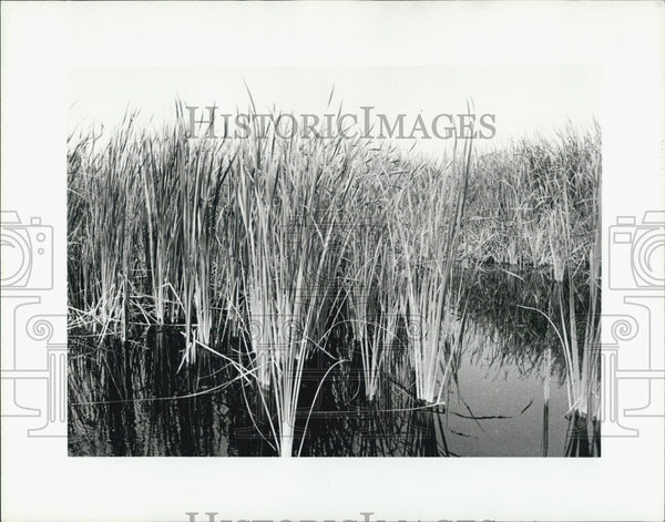 1985 Wetland Reeds, Lake Behind Pinellas Park, Florida - Historic Images
