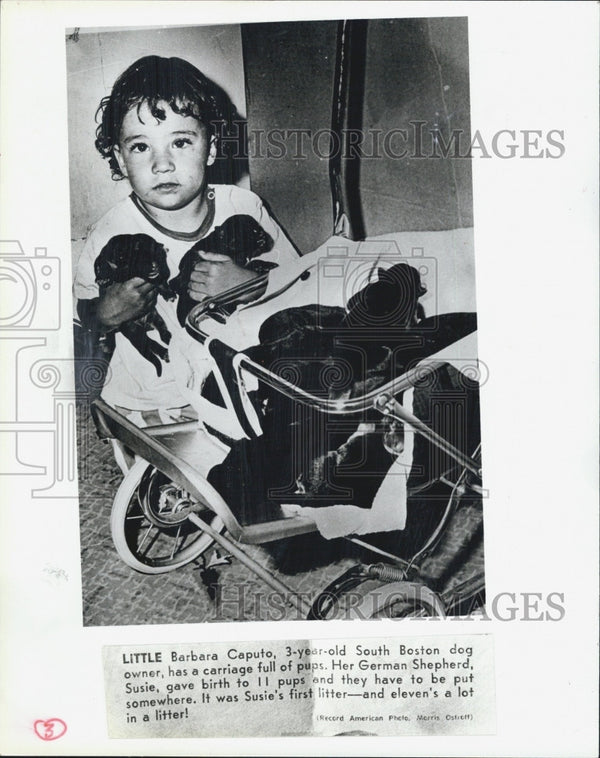 Young Barbara Caputo 3 year old South Boston dog owner Vintage Photo ...