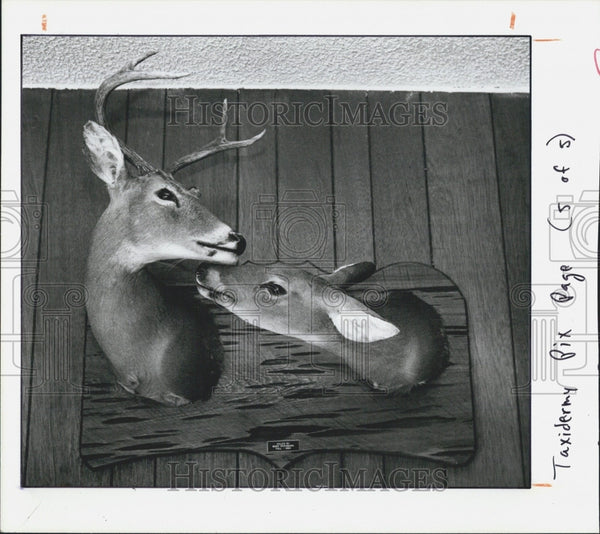 Buck And Doe Mounted By Taxidermist Killed By Marc Rivenbark 1986 ...